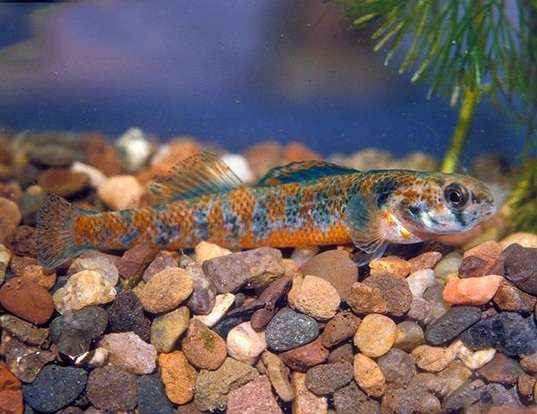 IOWA DARTER LIFE EXPECTANCY