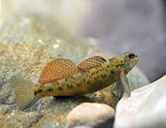 LONGFIN DARTER LIFE EXPECTANCY