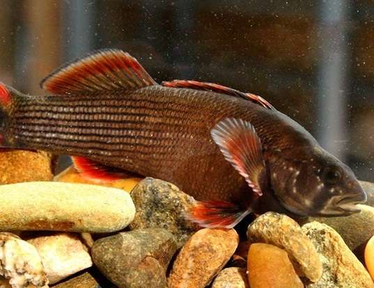 SADDLEBACK DARTER LIFE EXPECTANCY