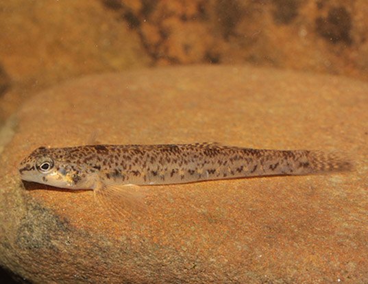 STRIPETAIL DARTER LIFE EXPECTANCY