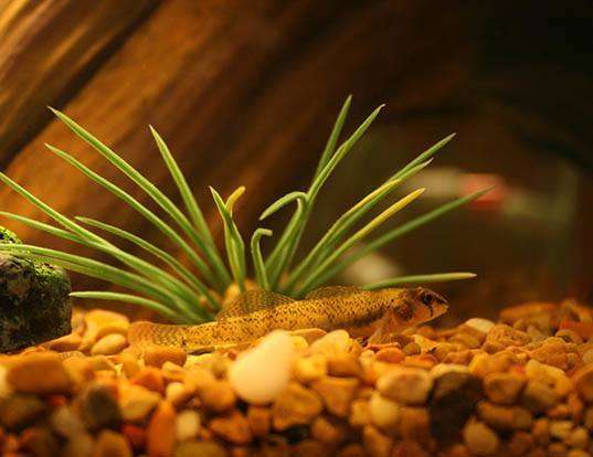 TESSELLATED DARTER LIFE EXPECTANCY