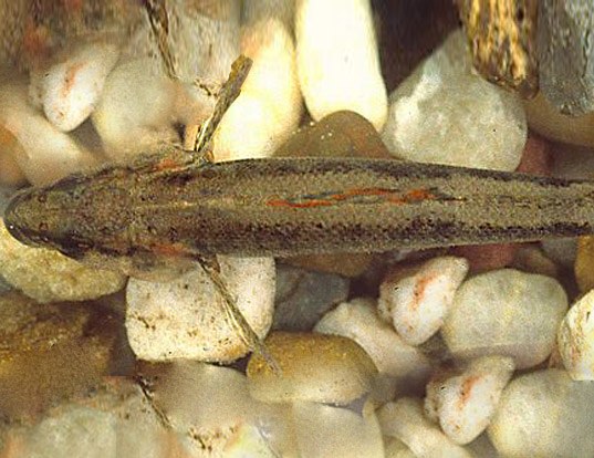 BLACKSIDE DARTER LIFE EXPECTANCY