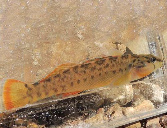 ORANGEBELLY DARTER LIFE EXPECTANCY