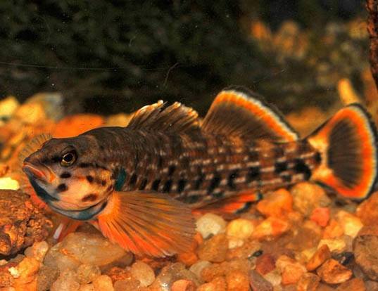 SADDLEBACK DARTER LIFE EXPECTANCY