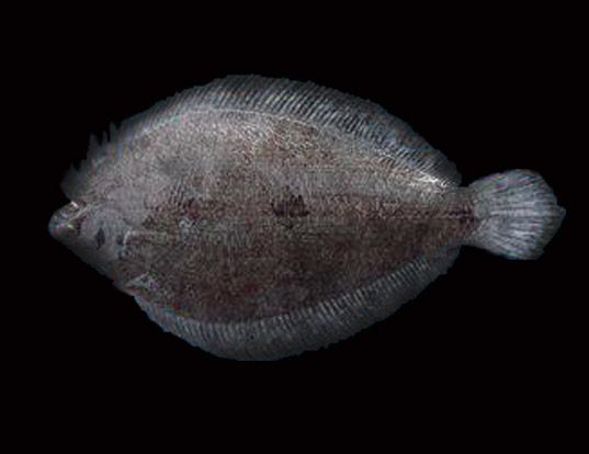 FRESHWATER FLOUNDER LIFE EXPECTANCY