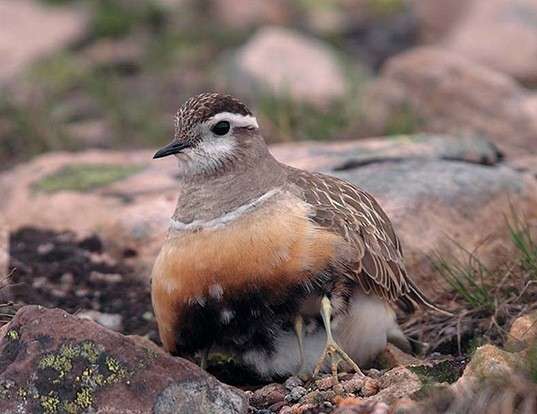 KILLDEER LIFE EXPECTANCY