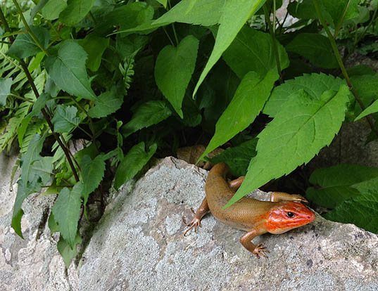 BROADHEAD SKINK LIFE EXPECTANCY