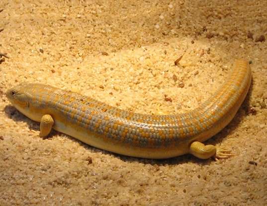 SCHNEIDER'S SKINK LIFE EXPECTANCY