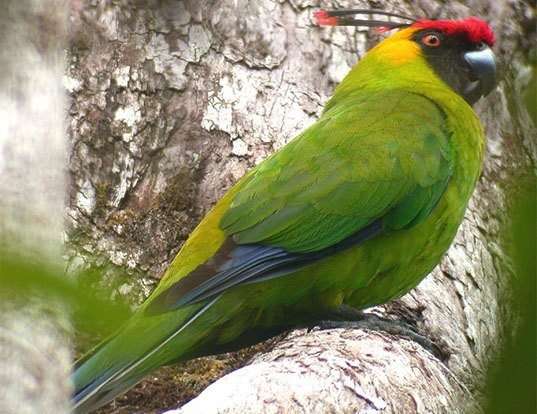 ALEXANDRINE PARAKEET LIFE EXPECTANCY