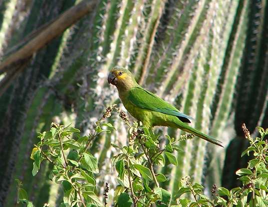 ALEXANDRINE PARAKEET LIFE EXPECTANCY