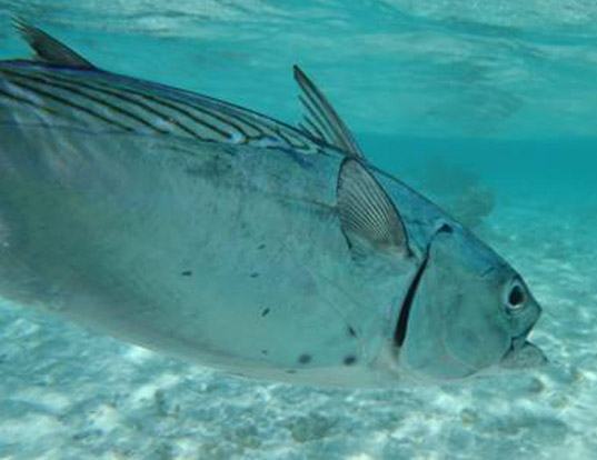 KAWAKAWA LIFE EXPECTANCY