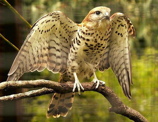 ESPERANZA DE VIDA DE LOS KESTREL