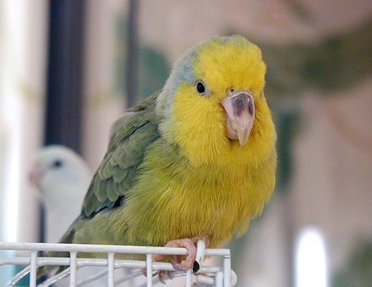 PACIFIC PARROTLET LIFE EXPECTANCY