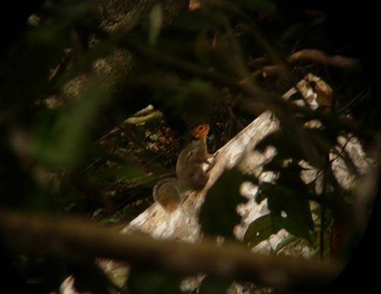 THOMAS'S ROPE SQUIRREL LIFE EXPECTANCY