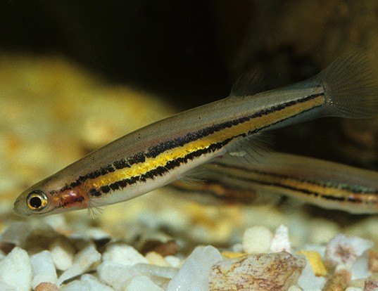 BLACK-STRIPE MINNOW LIFE EXPECTANCY
