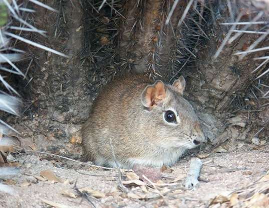 SPIX'S YELLOW-TOOTHED CAVY LIFE EXPECTANCY