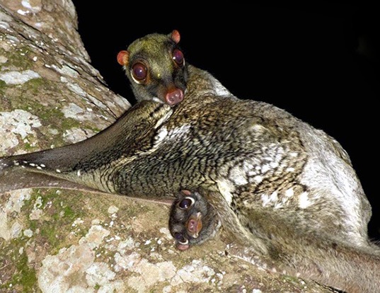 MALAYAN FLYING LEMUR LIFE EXPECTANCY
