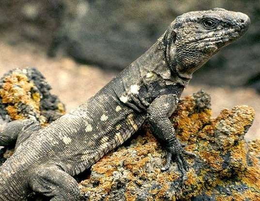ESPERANZA DE VIDA DE LOS HIERRO GIANT LIZARD