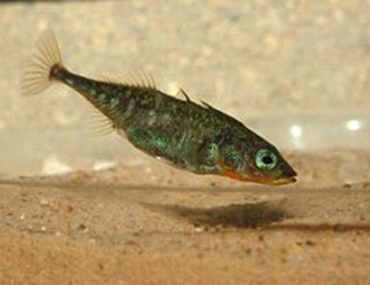 Brook Stickleback