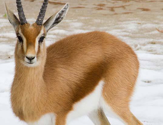 DORCAS GAZELLE LIFE EXPECTANCY