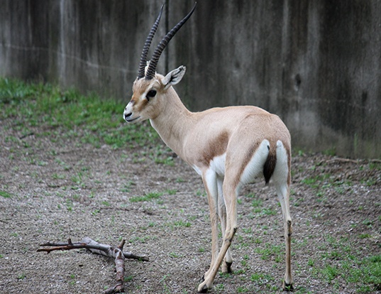 CLARKE'S GAZELLE LIFE EXPECTANCY