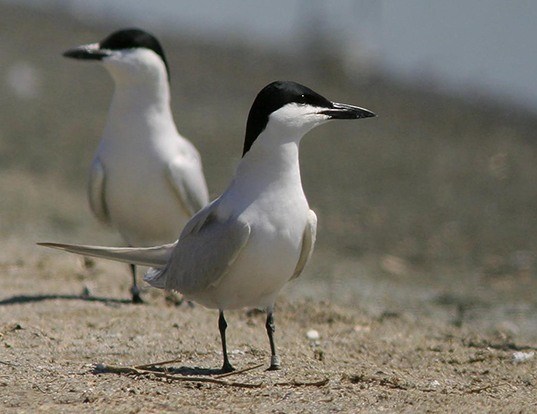 COMMON GULL-BILLED TERN LIFE EXPECTANCY