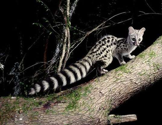 Servaline Genet