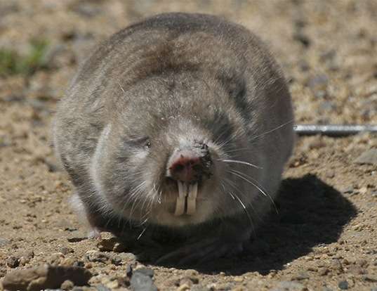 LESSER MOLE RAT LIFE EXPECTANCY