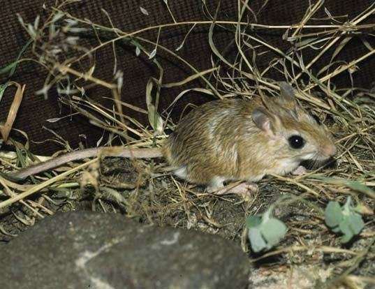 NORTH AFRICAN GERBIL LIFE EXPECTANCY