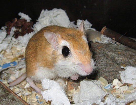 CAPE SHORT-EARED GERBIL LIFE EXPECTANCY