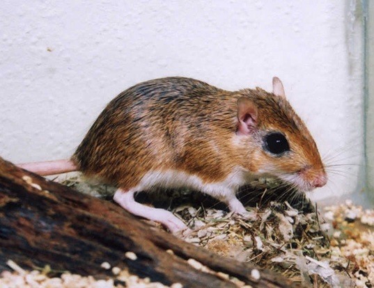 GREAT GERBIL LIFE EXPECTANCY