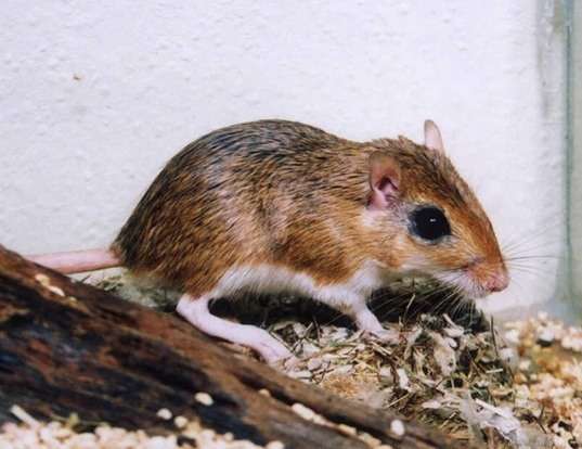 GREATER EGYPTIAN GERBIL LIFE EXPECTANCY