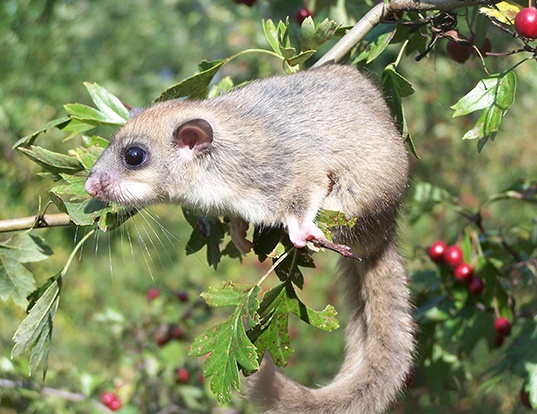 Edible Dormouse Life Expectancy