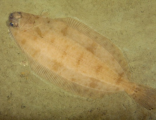 FRESHWATER FLOUNDER LIFE EXPECTANCY