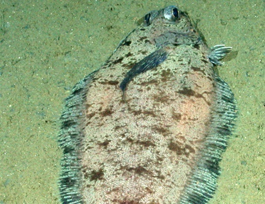 REX SOLE LIFE EXPECTANCY