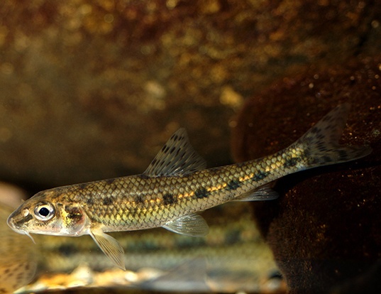 ROCK GUNNEL LIFE EXPECTANCY