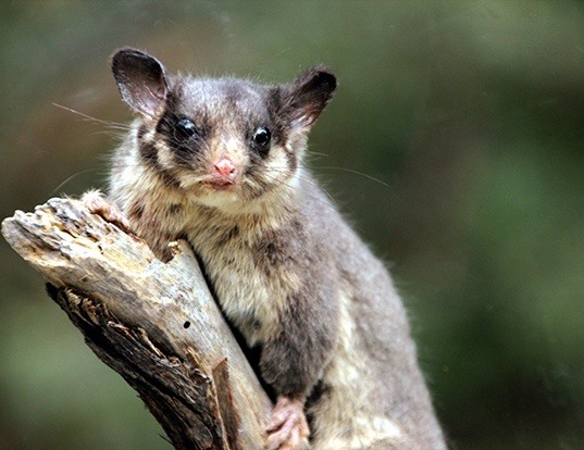 SHORT-EARED BRUSHTAIL POSSUM LIFE EXPECTANCY