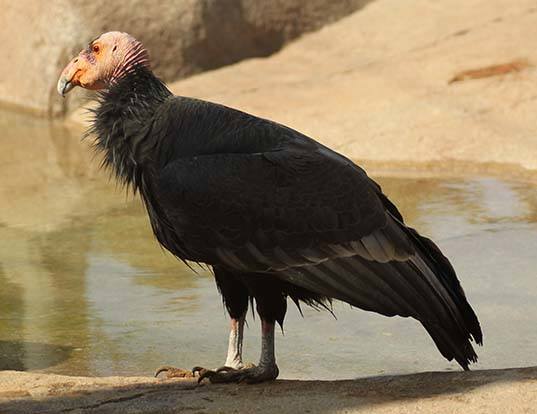 ANDEAN CONDOR LIFE EXPECTANCY