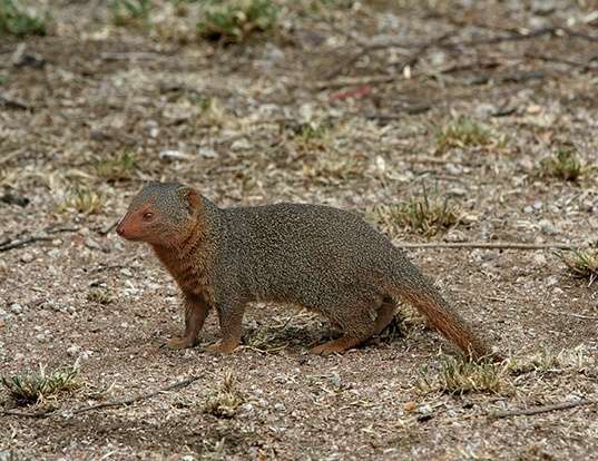 DWARF MONGOOSE LIFE EXPECTANCY
