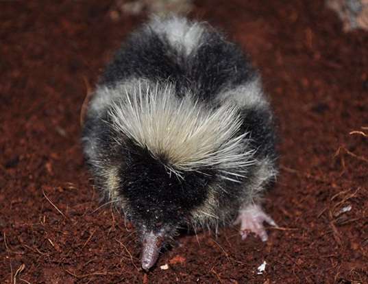 Highland Streaked Tenrec