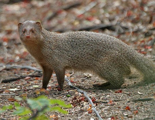 INDIAN GRAY MONGOOSE LIFE EXPECTANCY