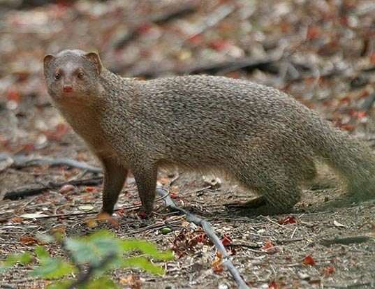 INDIAN GRAY MONGOOSE LIFE EXPECTANCY