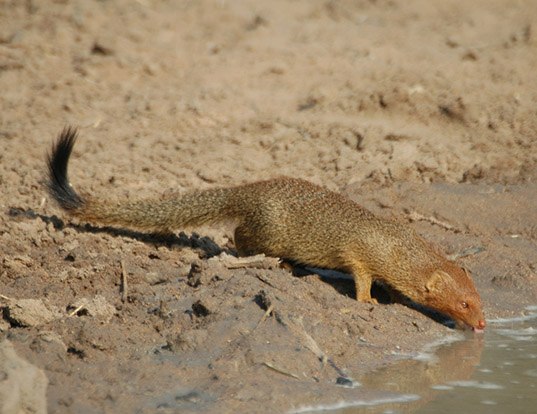 CAPE GREY MONGOOSE LIFE EXPECTANCY