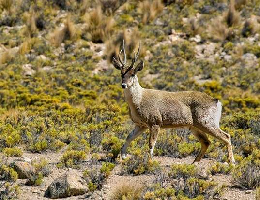 TARUCA LIFE EXPECTANCY