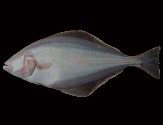 PACIFIC HALIBUT LIFE EXPECTANCY