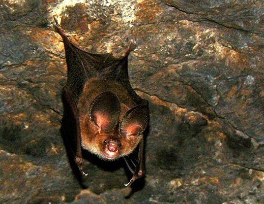 ESPERANZA DE VIDA DE LOS LONG-HAIRED ROUSETTE