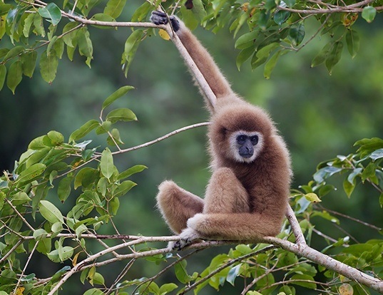 LAR GIBBON LIFE EXPECTANCY