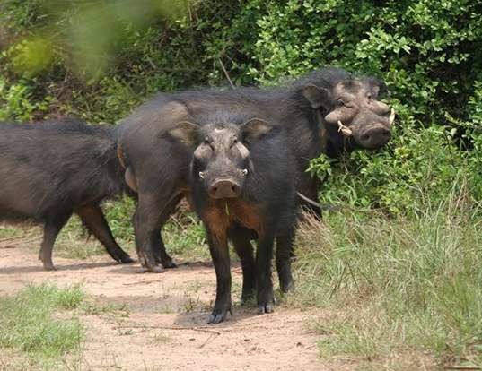 ESPERANZA DE VIDA DE LOS FOREST HOG