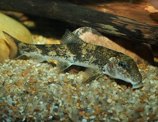 MODOC SUCKER LIFE EXPECTANCY