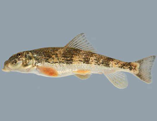 TAHOE SUCKER LIFE EXPECTANCY